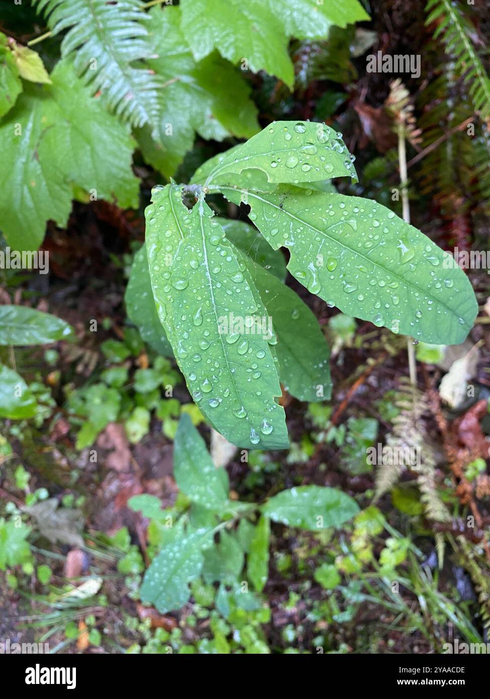 Osoberry (Oemleria cerasiformis) Plantae Stock Photo - Alamy