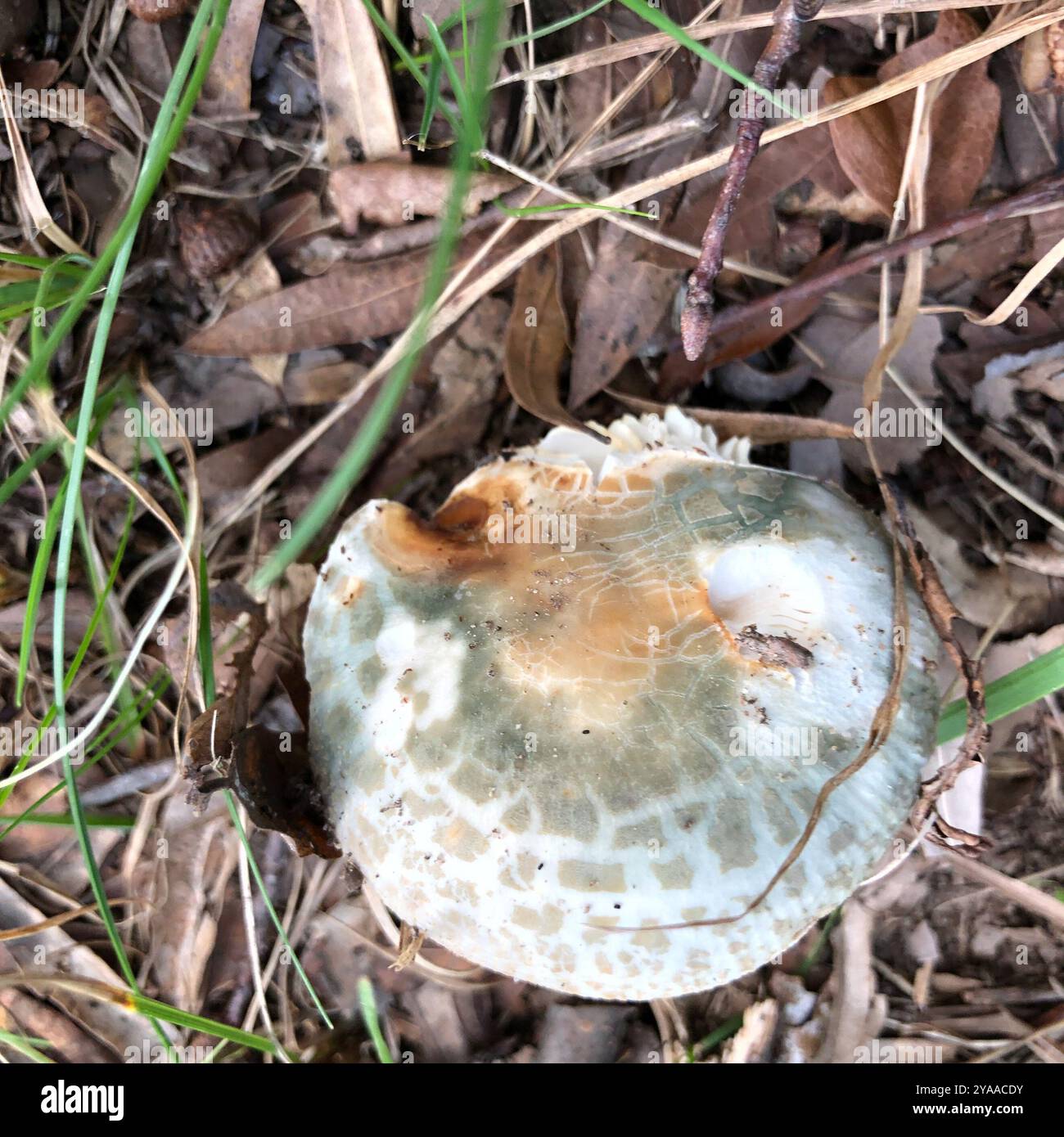 Green Quilt Russula (Russula crustosa) Fungi Stock Photo - Alamy