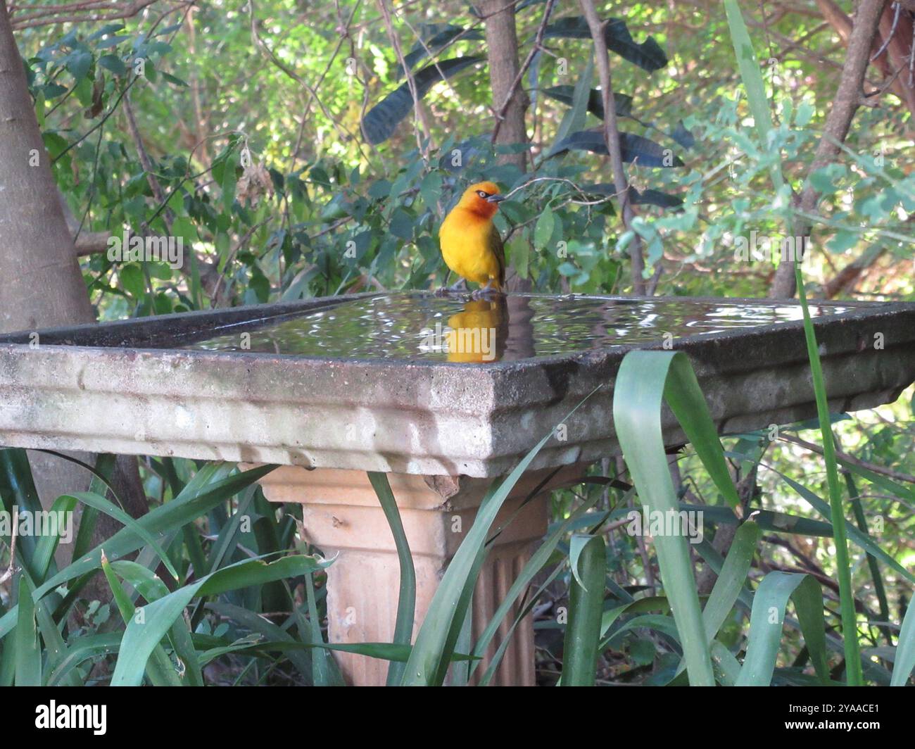 Southern Spectacled Weaver (Ploceus ocularis ocularis) Aves Stock Photo ...