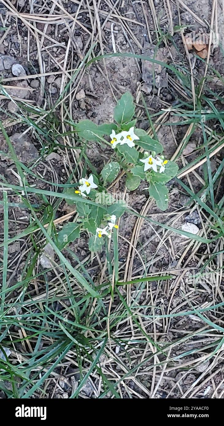 Green Nightshade (Solanum nitidibaccatum) Plantae Stock Photo - Alamy