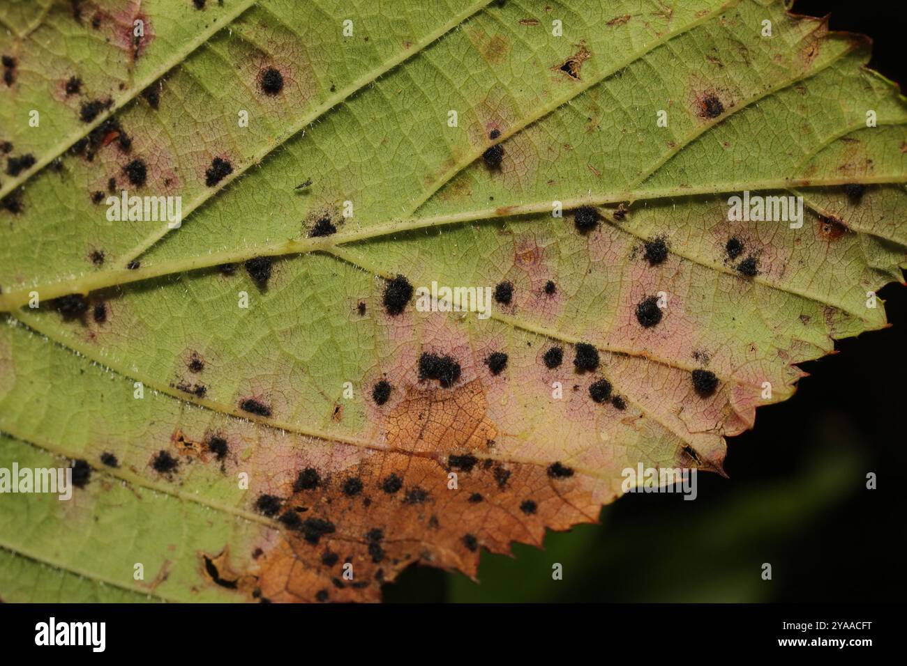 Rubus rust (Phragmidium violaceum) Fungi Stock Photo - Alamy
