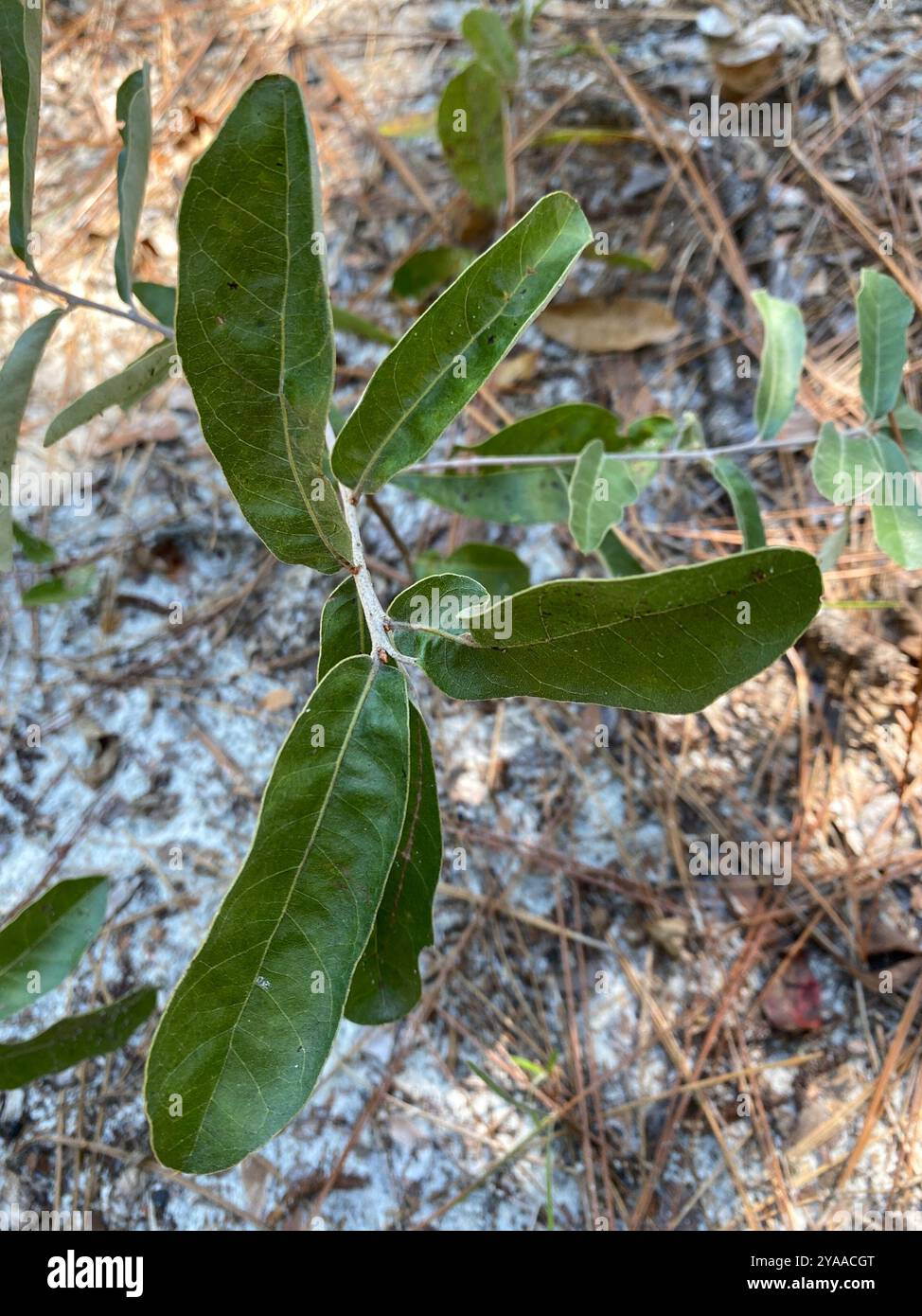 bluejack oak (Quercus incana) Plantae Stock Photo - Alamy