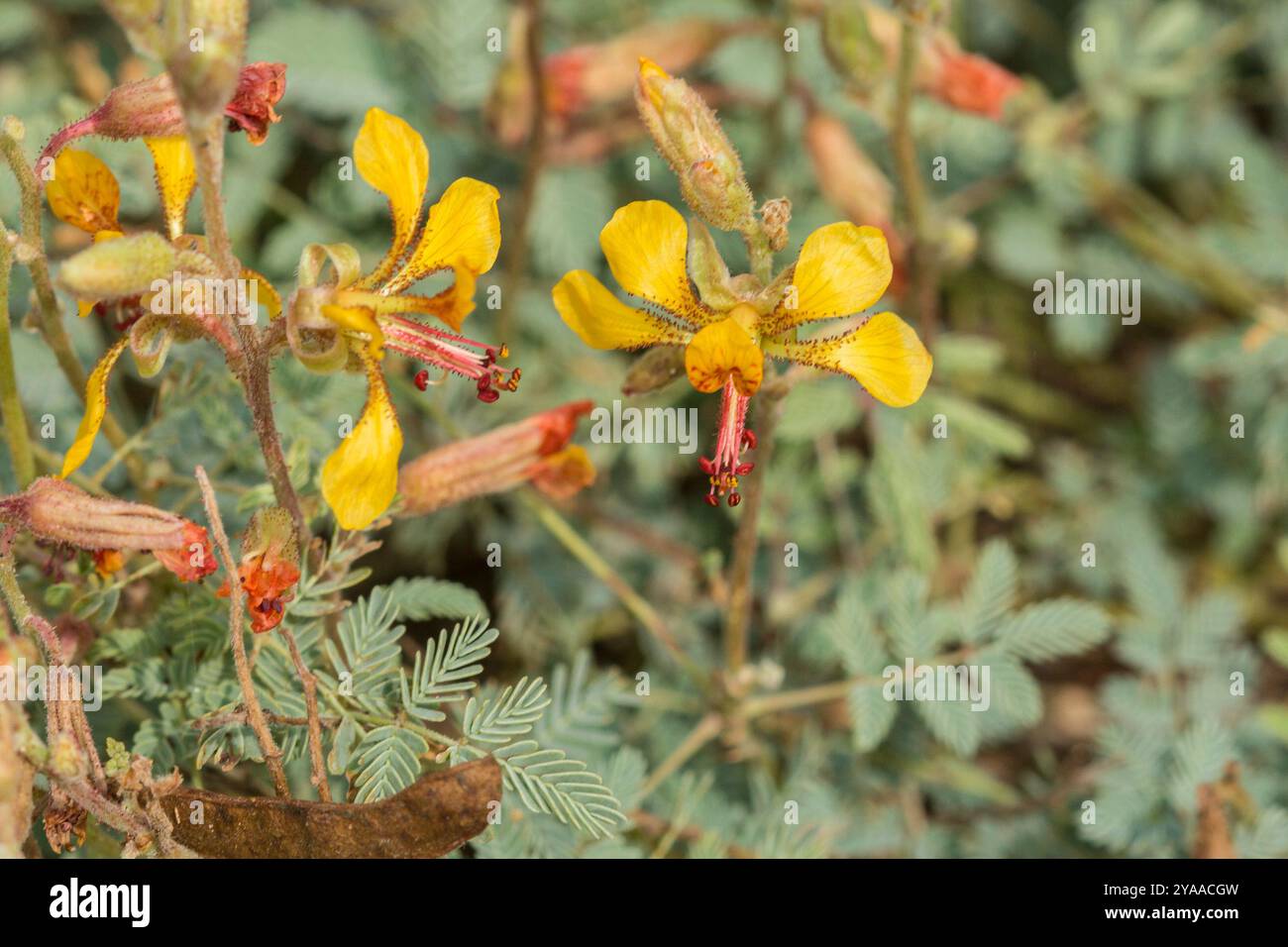 Indian rushpea (Hoffmannseggia glauca) Plantae Stock Photo - Alamy