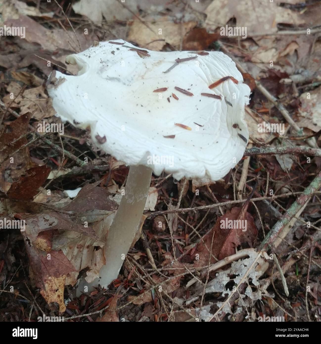 Eastern North American Destroying Angel (Amanita bisporigera) Fungi ...