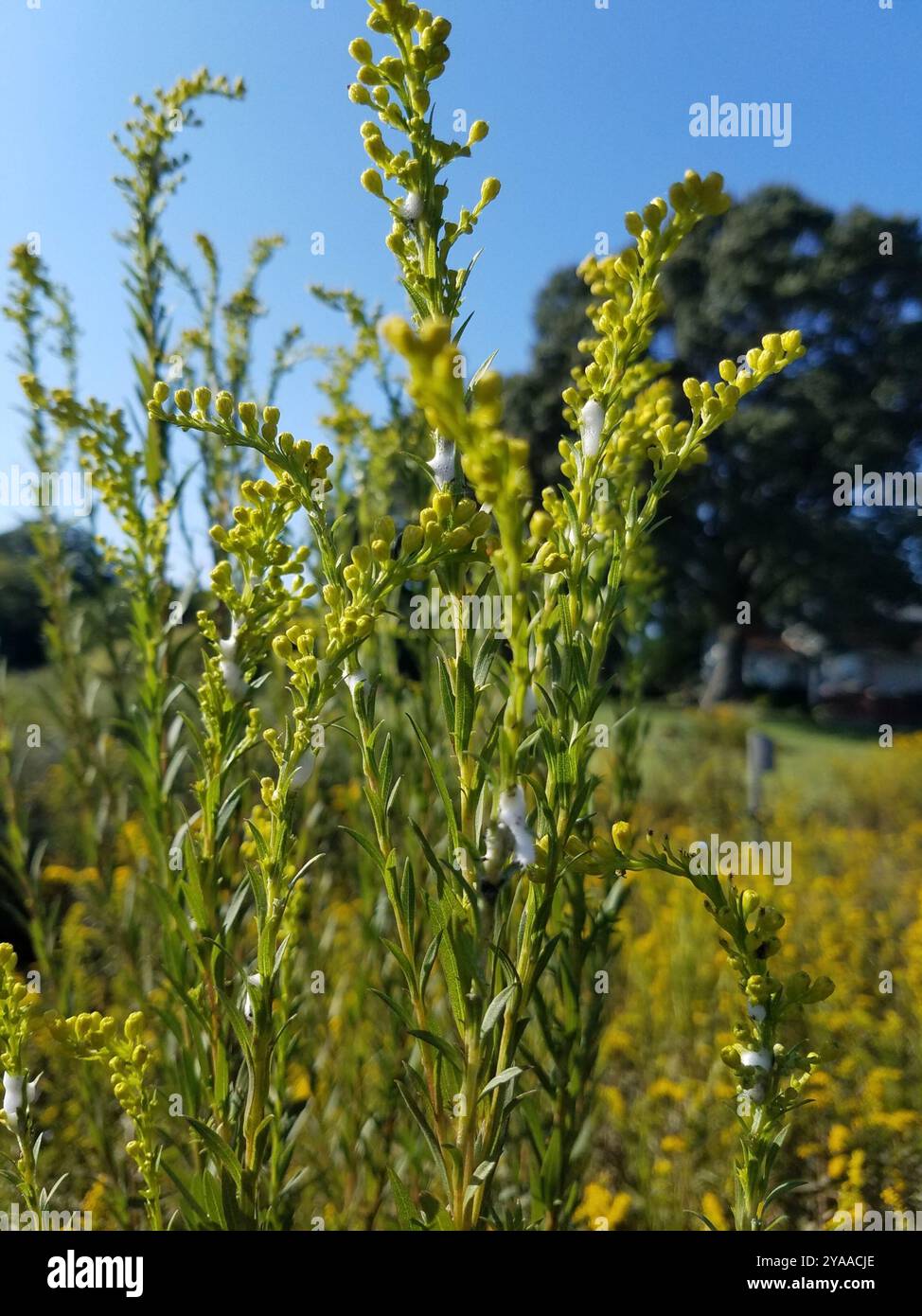 tall goldenrod (Solidago altissima) Plantae Stock Photo - Alamy