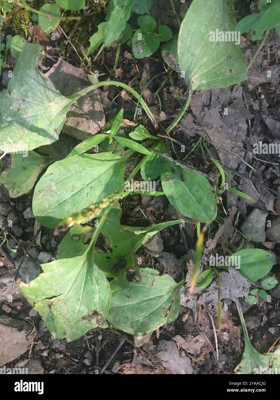 American plantain (Plantago rugelii) Plantae Stock Photo - Alamy