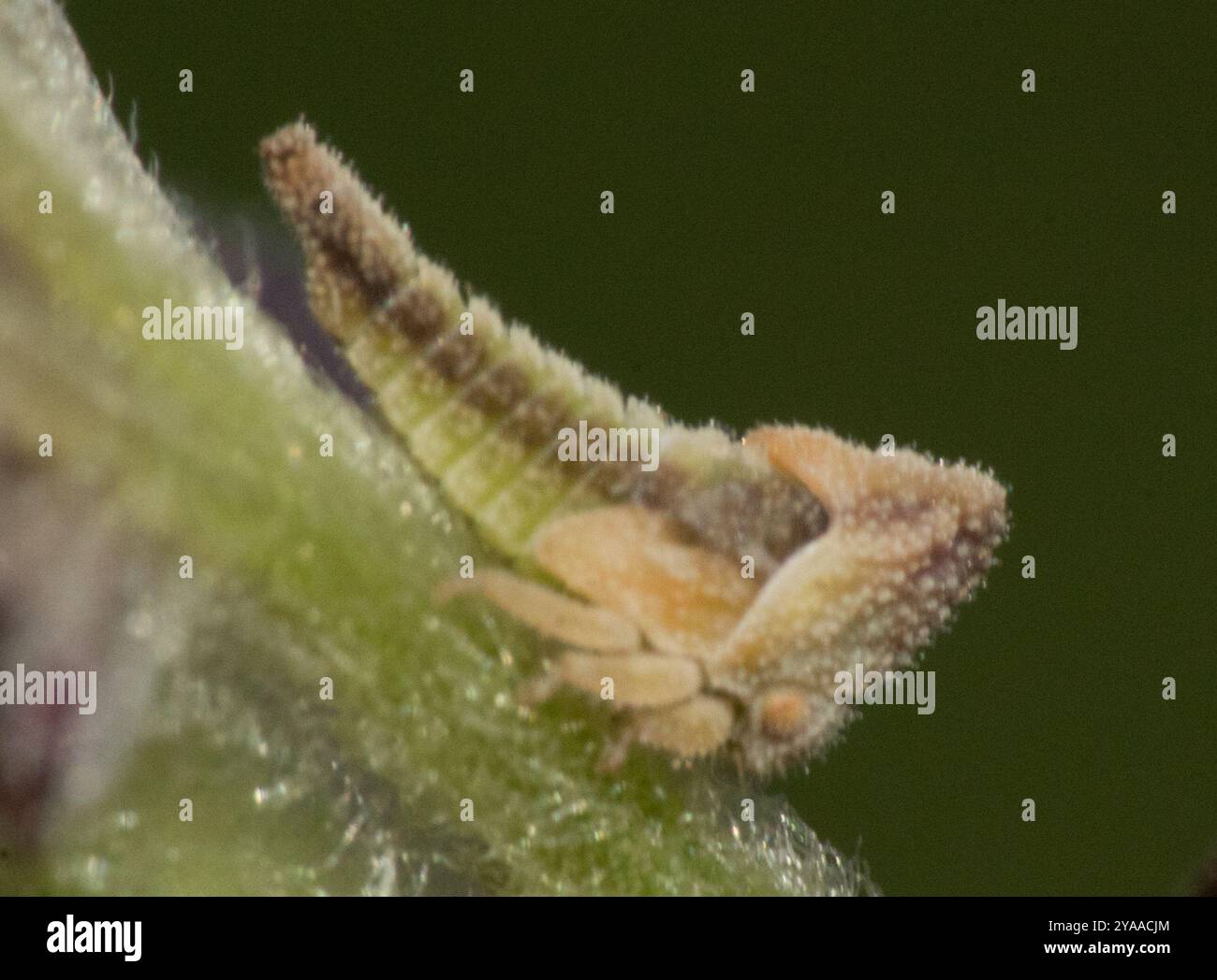 Typical Treehoppers (Membracidae) Insecta Stock Photo - Alamy