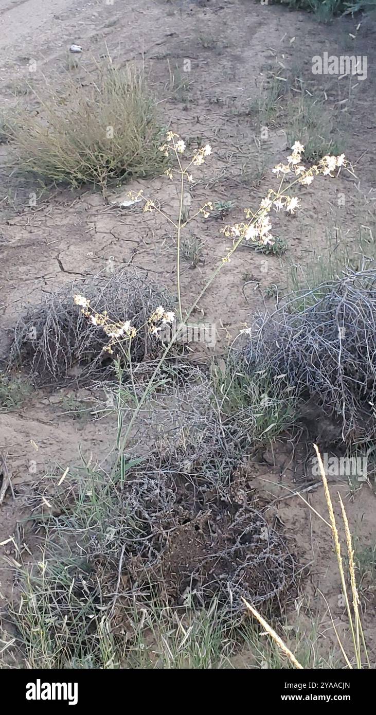 Narrowleaf Four o'Clock (Mirabilis linearis) Plantae Stock Photo - Alamy