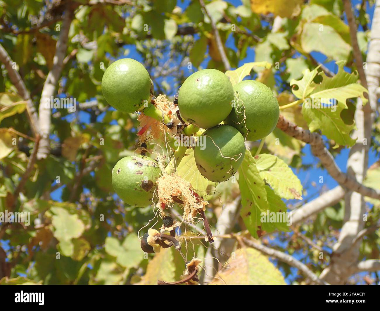 Pekea Nut (Caryocar brasiliense) Plantae Stock Photo - Alamy