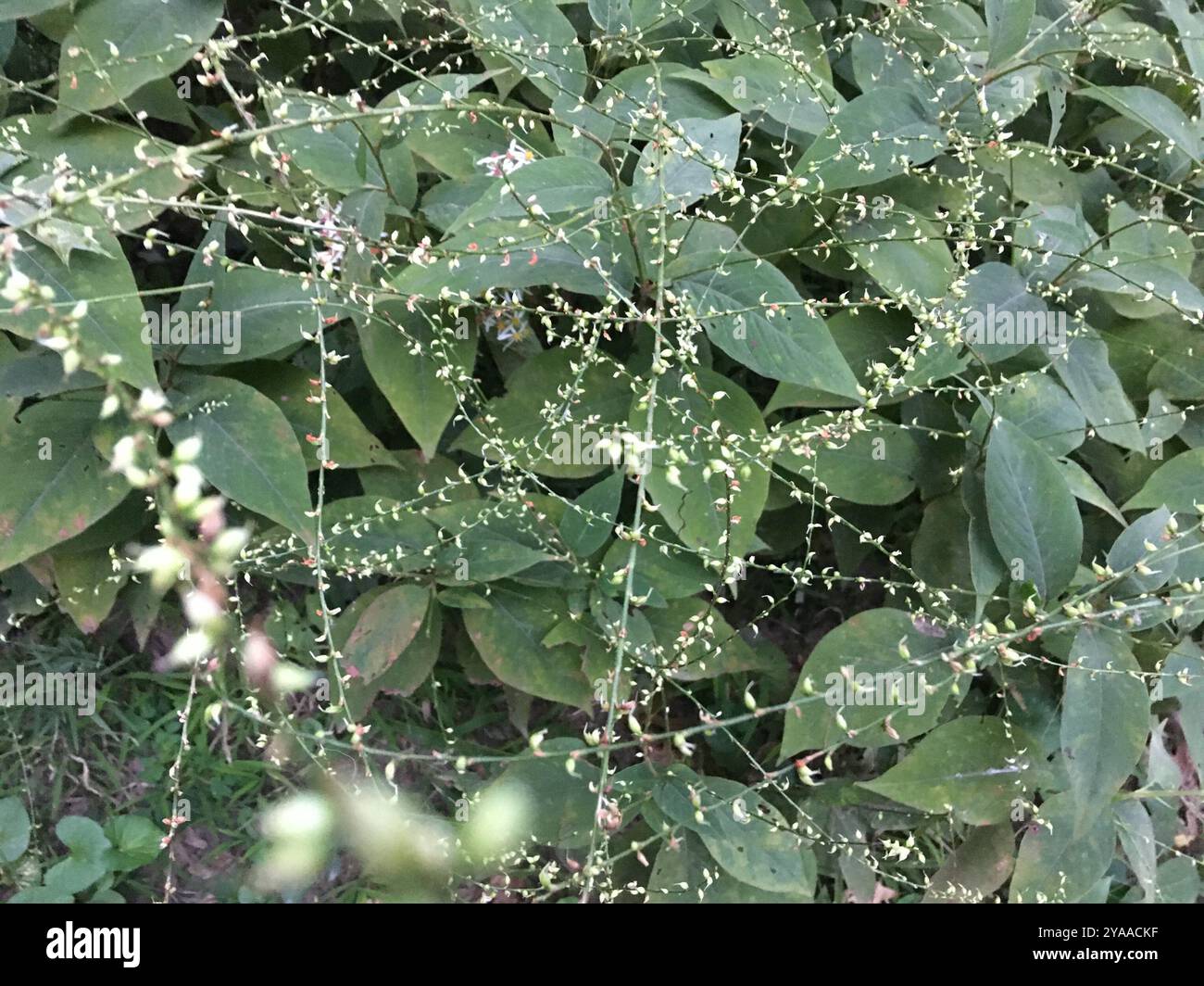 American jumpseed (Persicaria virginiana) Plantae Stock Photo - Alamy