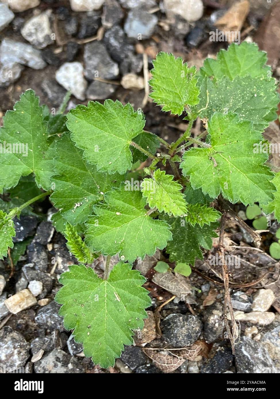 Nettleleaf Noseburn (Tragia urticifolia) Plantae Stock Photo - Alamy