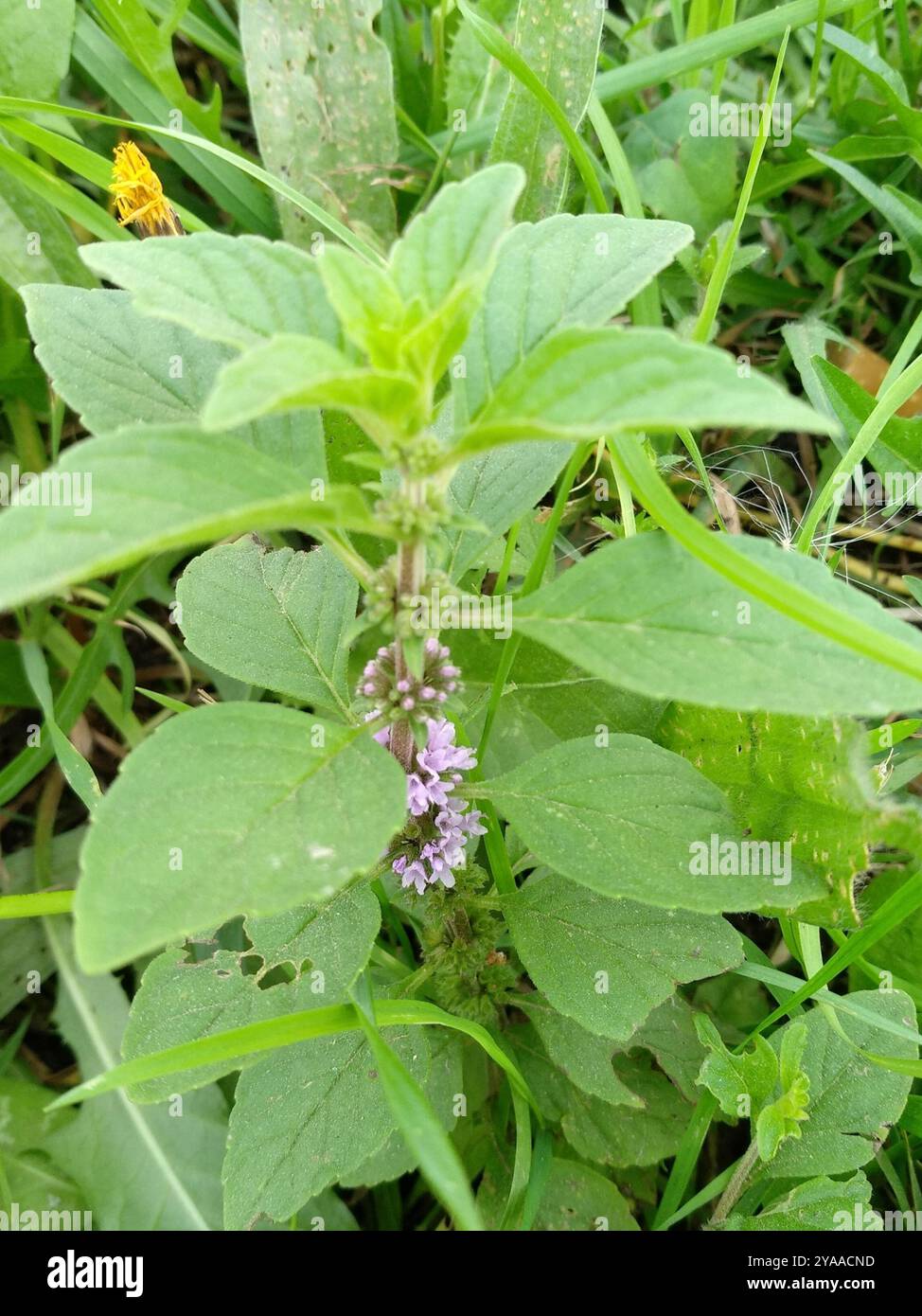 corn mint (Mentha arvensis) Plantae Stock Photo - Alamy