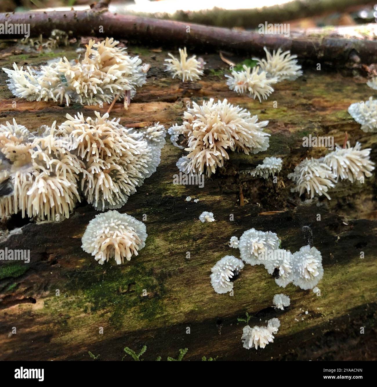 Asian Beauty (Radulomyces copelandii) Fungi Stock Photo - Alamy