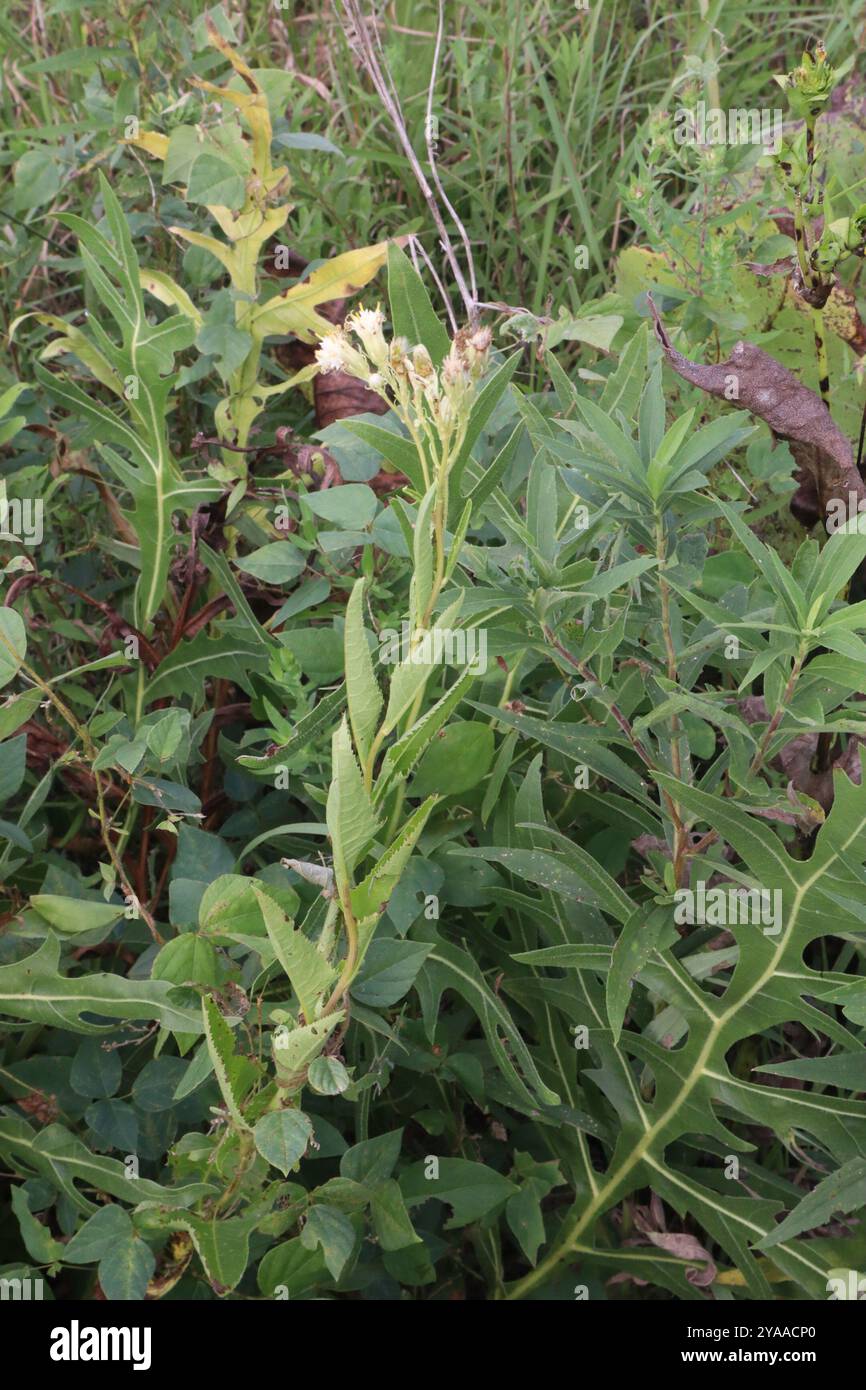 False Indian Plantain (Hasteola suaveolens) Plantae Stock Photo - Alamy