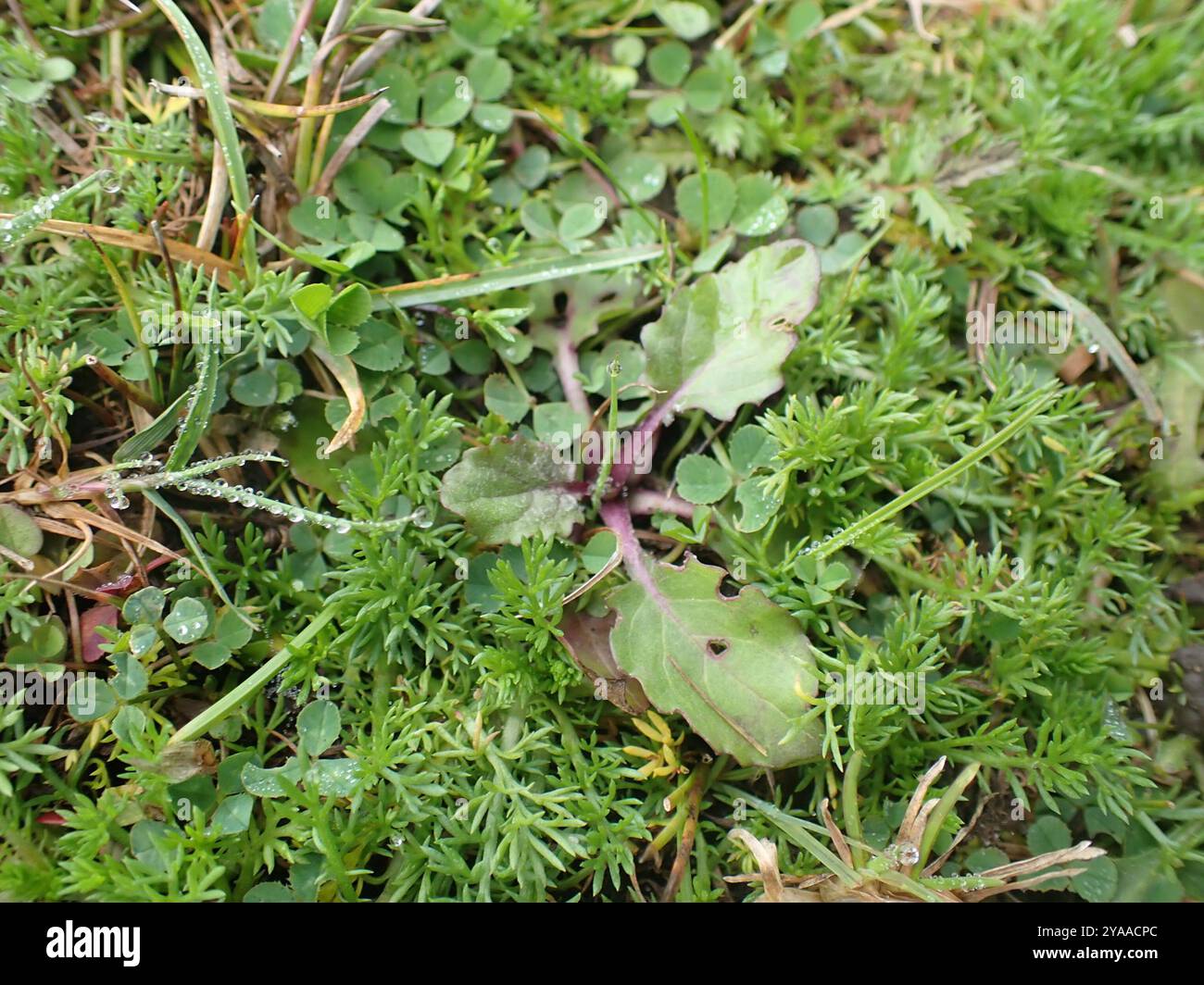 Marsh Ragwort (Jacobaea aquatica) Plantae Stock Photo - Alamy