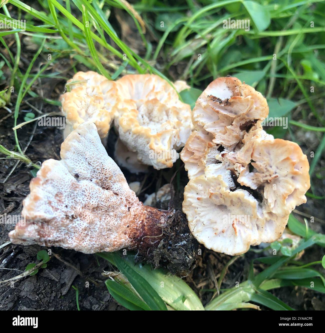 Blushing Rosette (Abortiporus biennis) Fungi Stock Photo - Alamy
