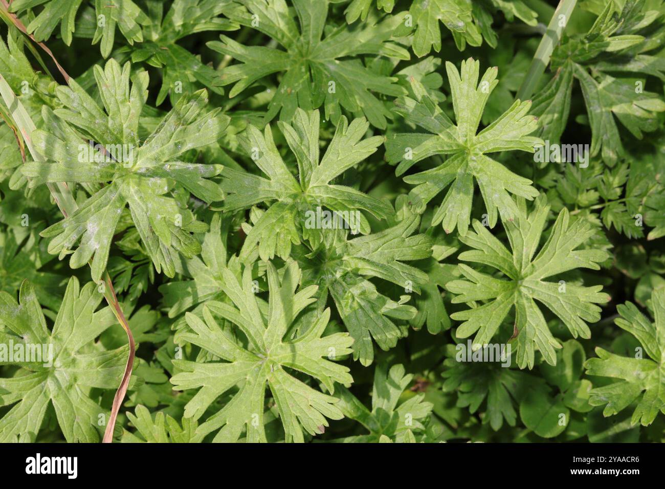 Cut-leaved crane's-bill (Geranium dissectum) Plantae Stock Photo - Alamy