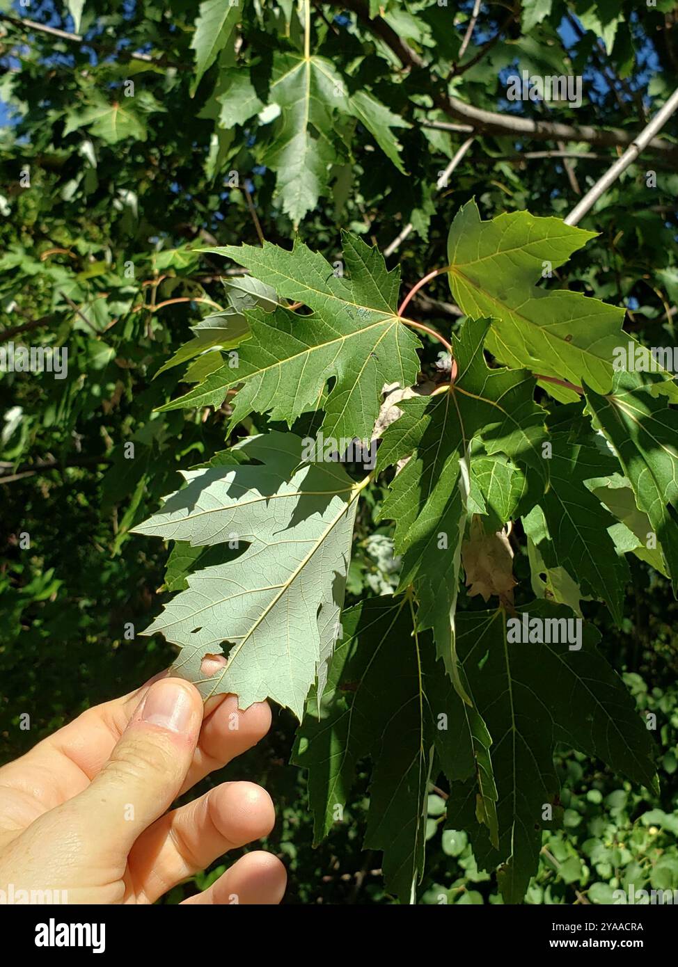 silver maple (Acer saccharinum) Plantae Stock Photo - Alamy