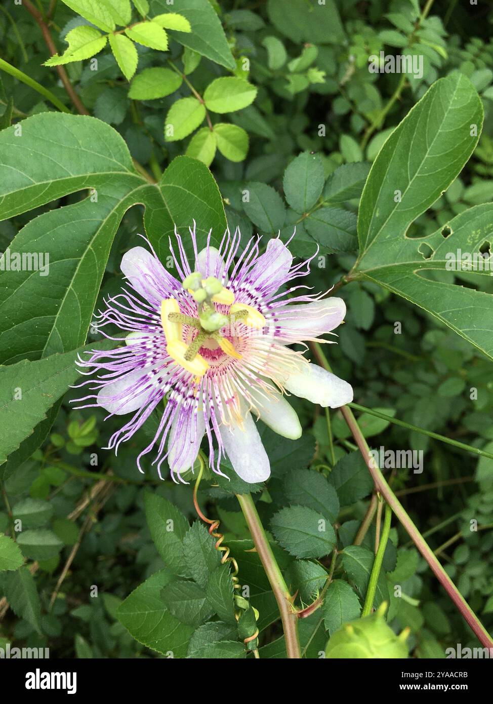 purple passionflower (Passiflora incarnata) Plantae Stock Photo - Alamy