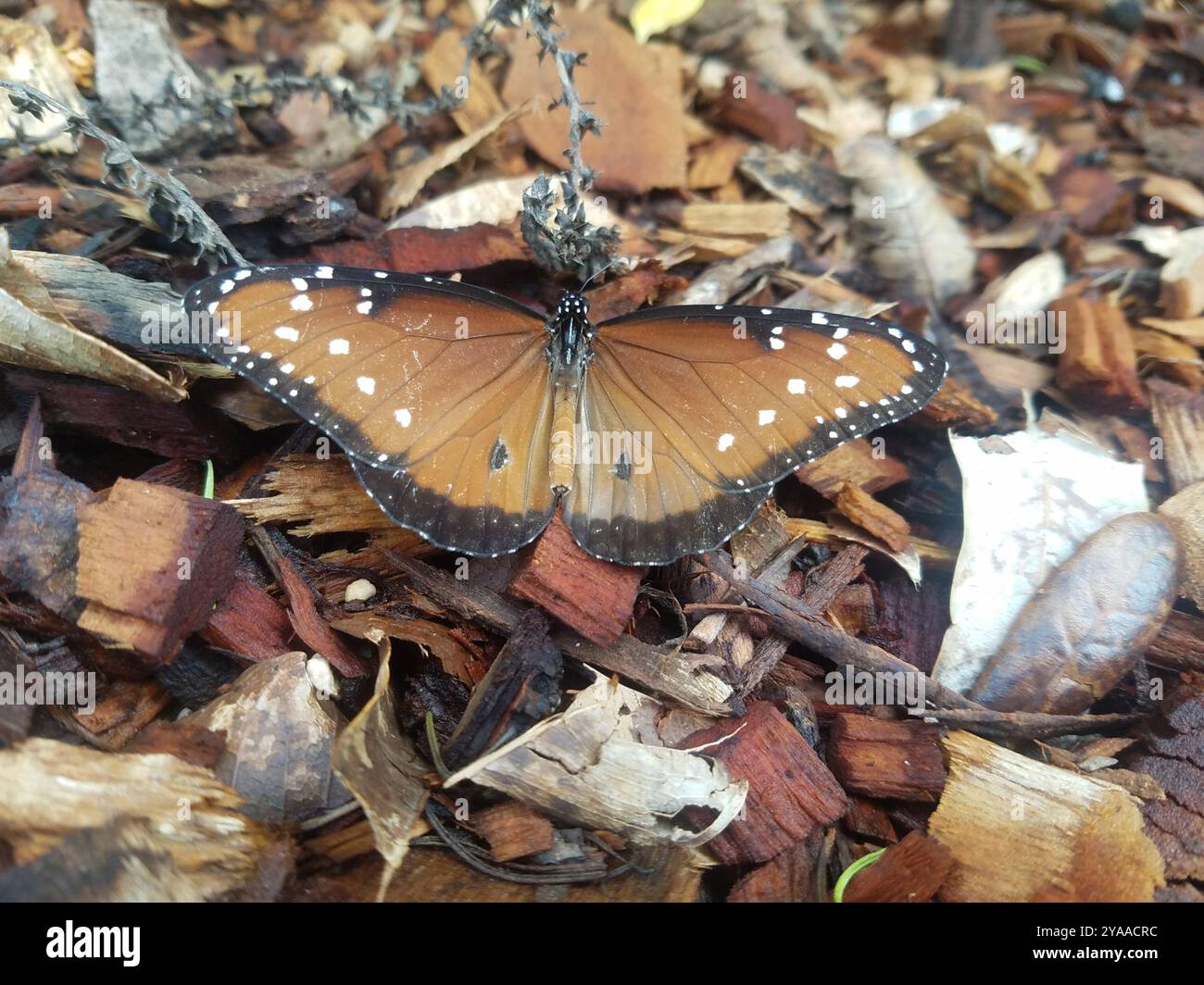 Queen (Danaus gilippus) Insecta Stock Photo - Alamy