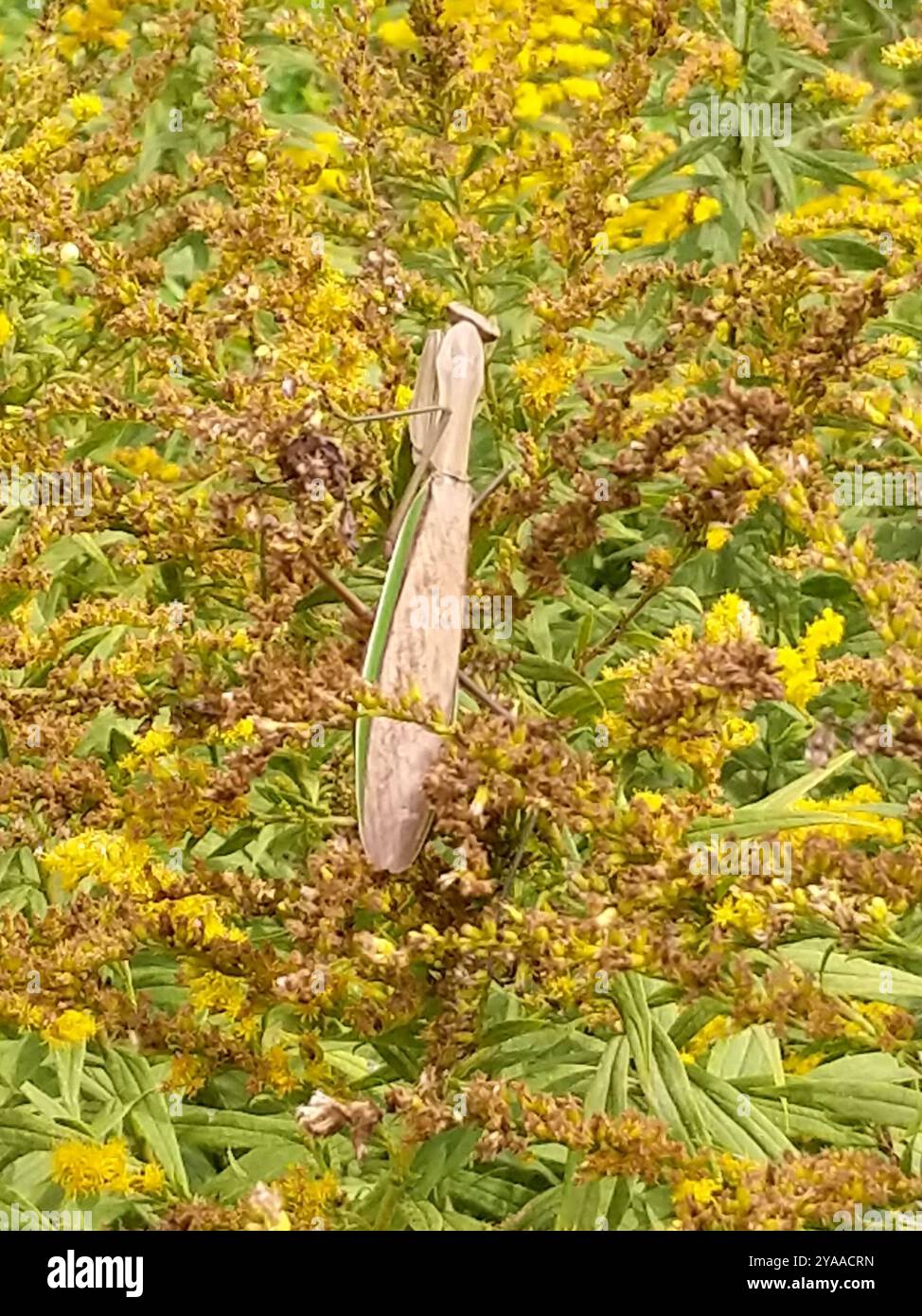 Chinese Mantis (Tenodera sinensis) Insecta Stock Photo - Alamy
