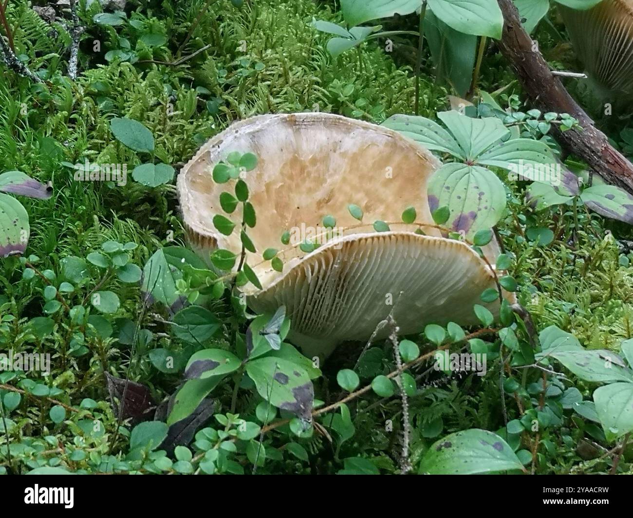 Short-stemmed Russula (Russula brevipes) Fungi Stock Photo - Alamy