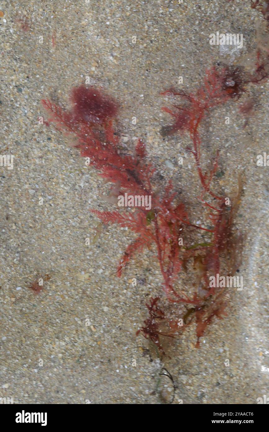 red algae (Rhodophyta) Plantae Stock Photo - Alamy