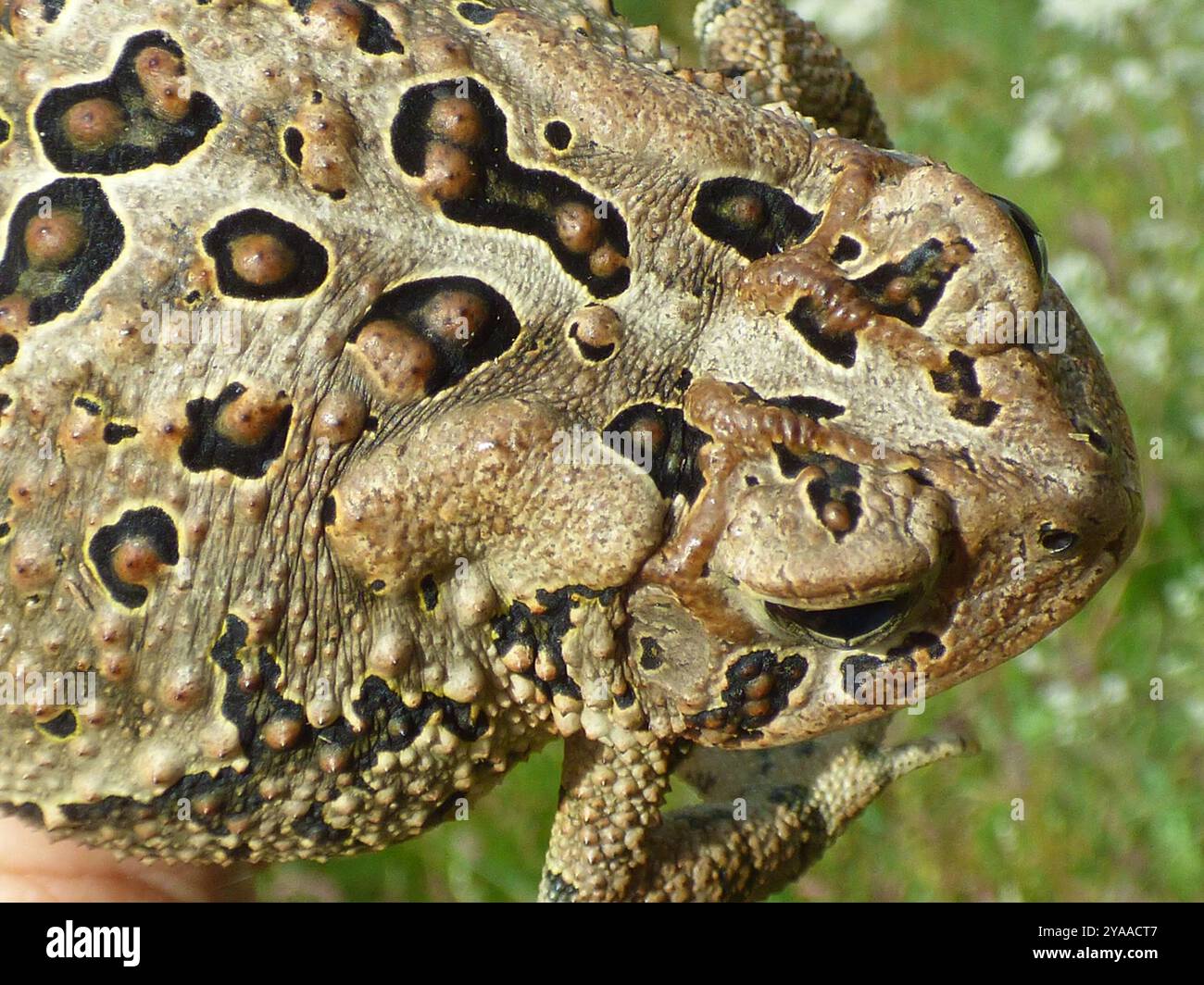 Southern Toad (Anaxyrus terrestris) Amphibia Stock Photo - Alamy