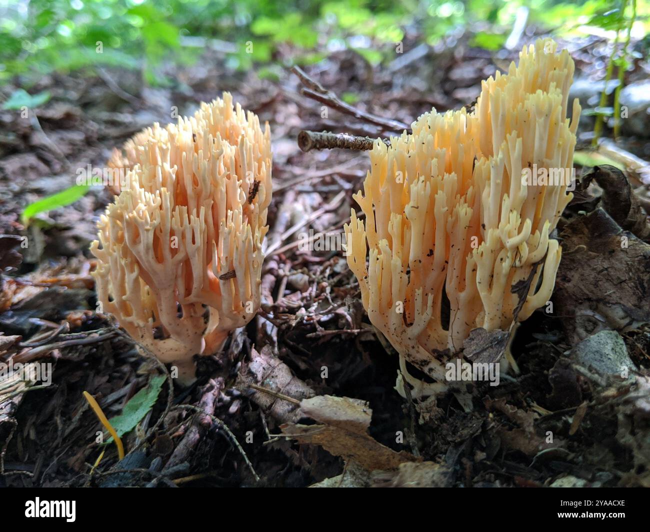 Coral Fungi (Ramaria) Fungi Stock Photo - Alamy