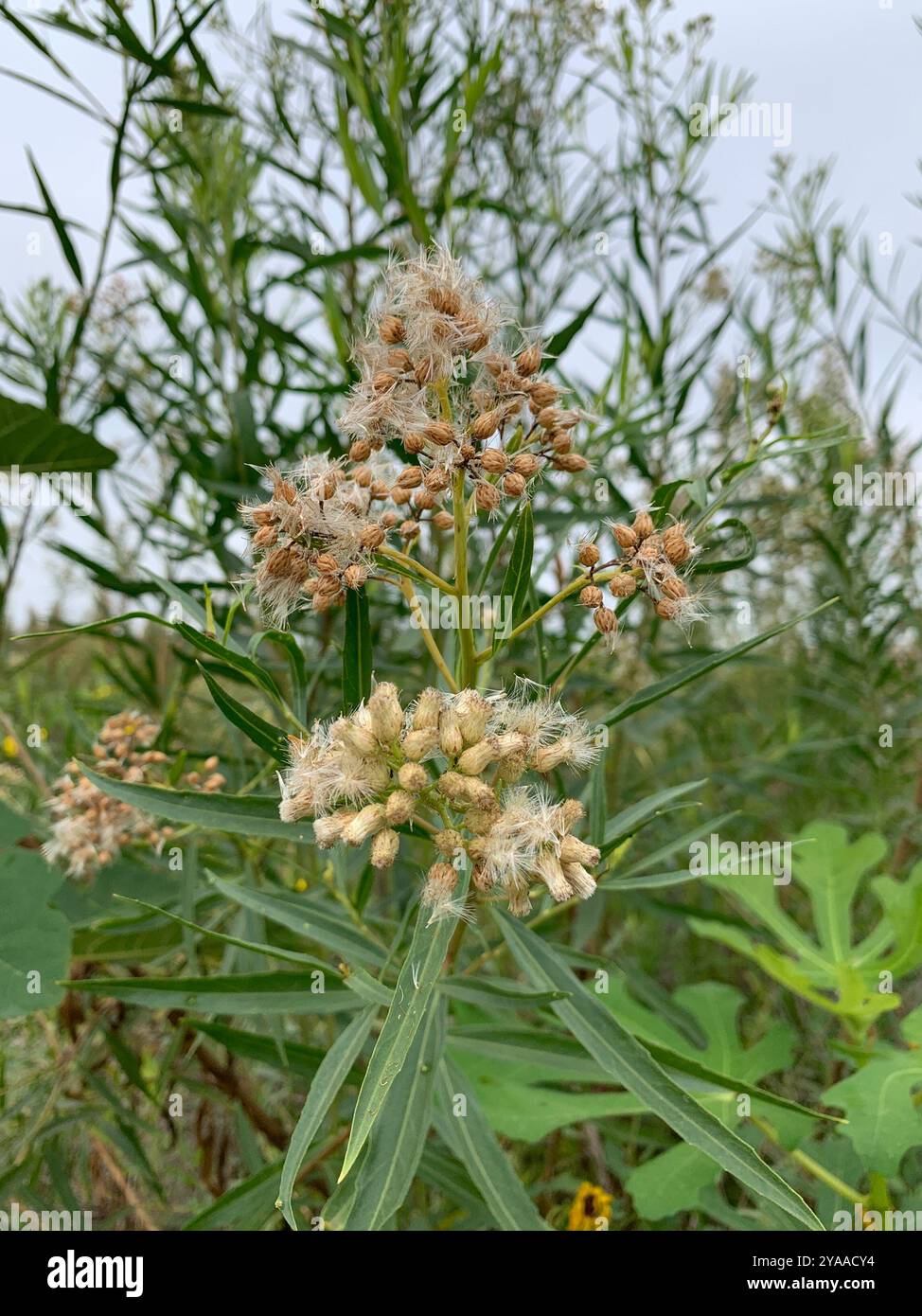mule fat (Baccharis salicifolia) Plantae Stock Photo - Alamy