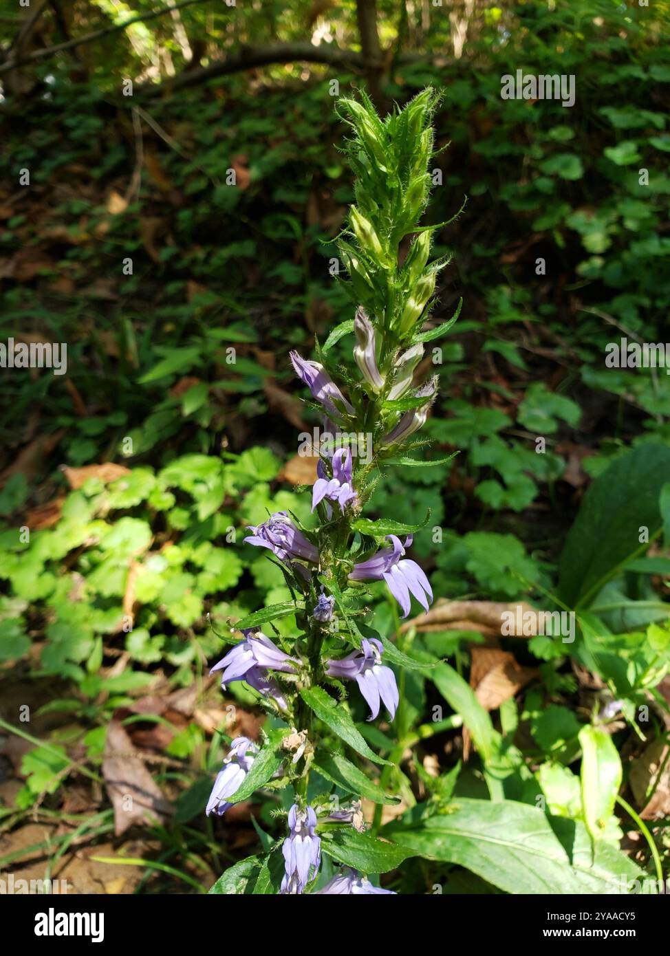 Great Blue Lobelia Lobelia Siphilitica Plantae Stock Photo Alamy