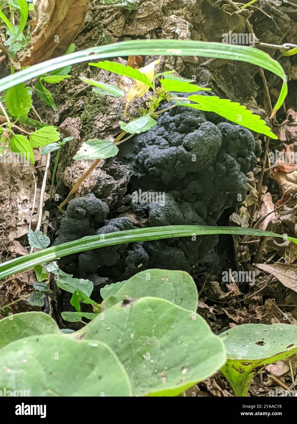 Brittle Cinder (Kretzschmaria deusta) Fungi Stock Photo - Alamy