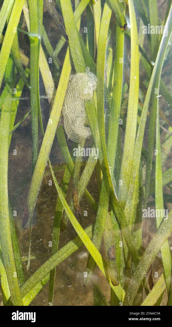 Navanax inermis hi-res stock photography and images - Alamy