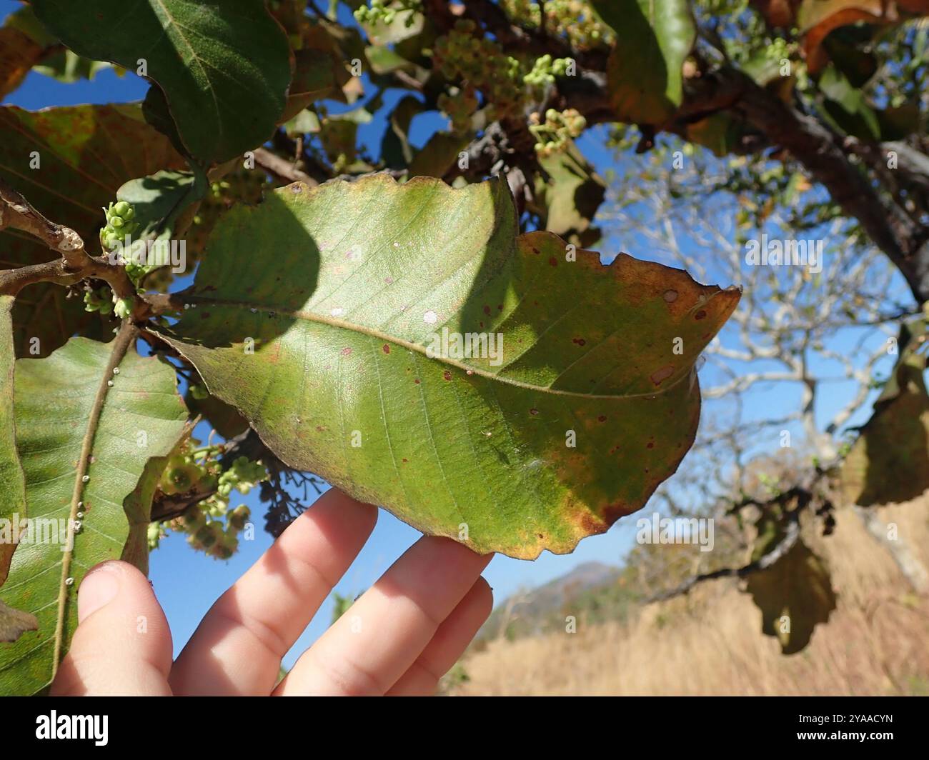 Sandpaper tree (Curatella americana) Plantae Stock Photo - Alamy