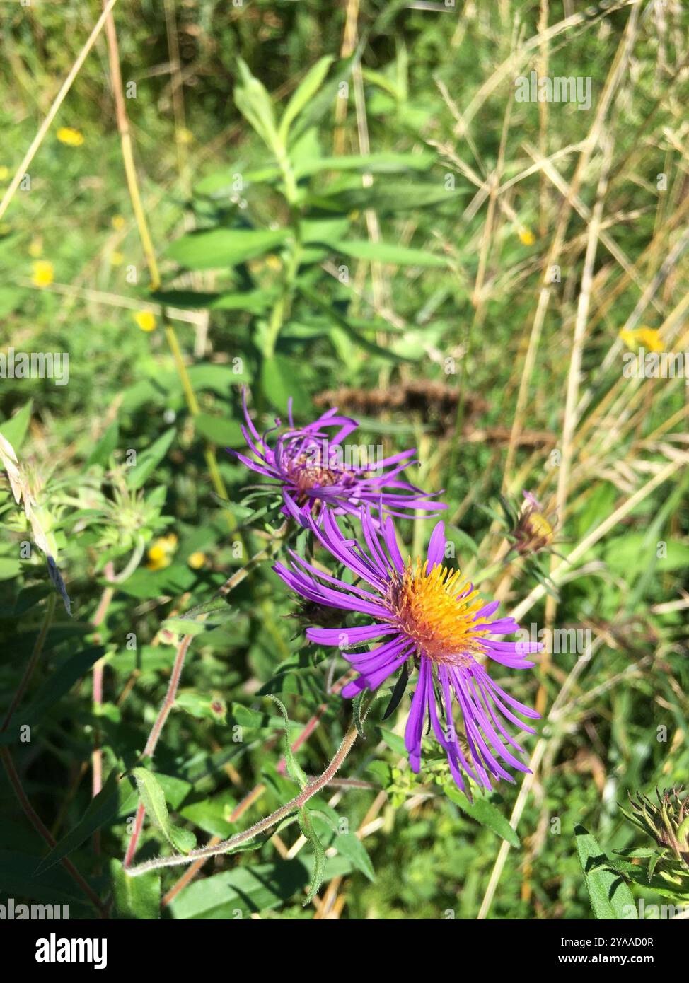 New England aster (Symphyotrichum novae-angliae) Plantae Stock Photo ...