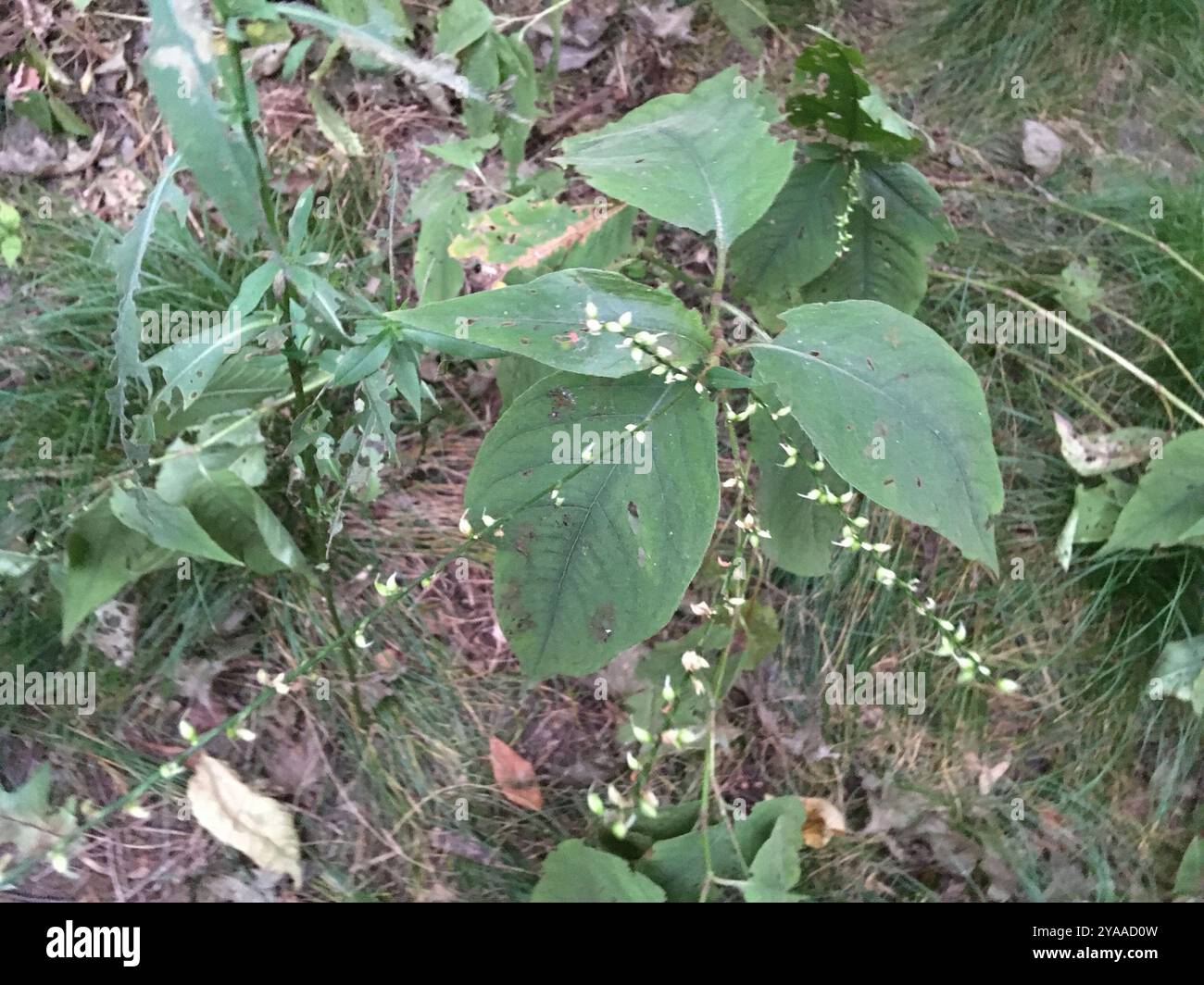 American jumpseed (Persicaria virginiana) Plantae Stock Photo - Alamy