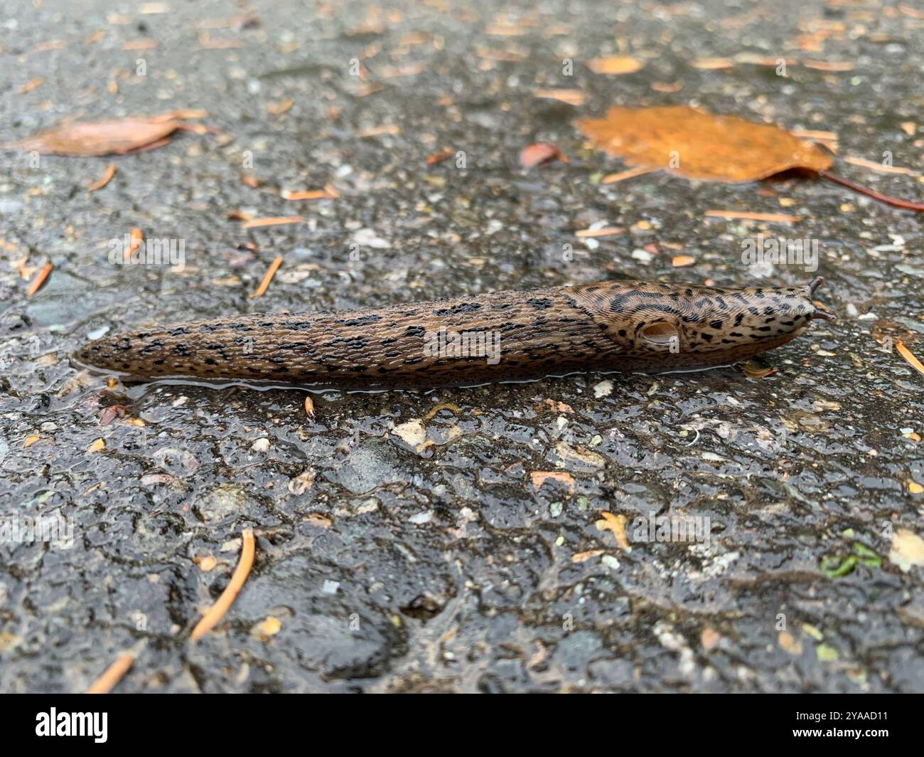 Leopard Slug (Limax maximus) Mollusca Stock Photo - Alamy