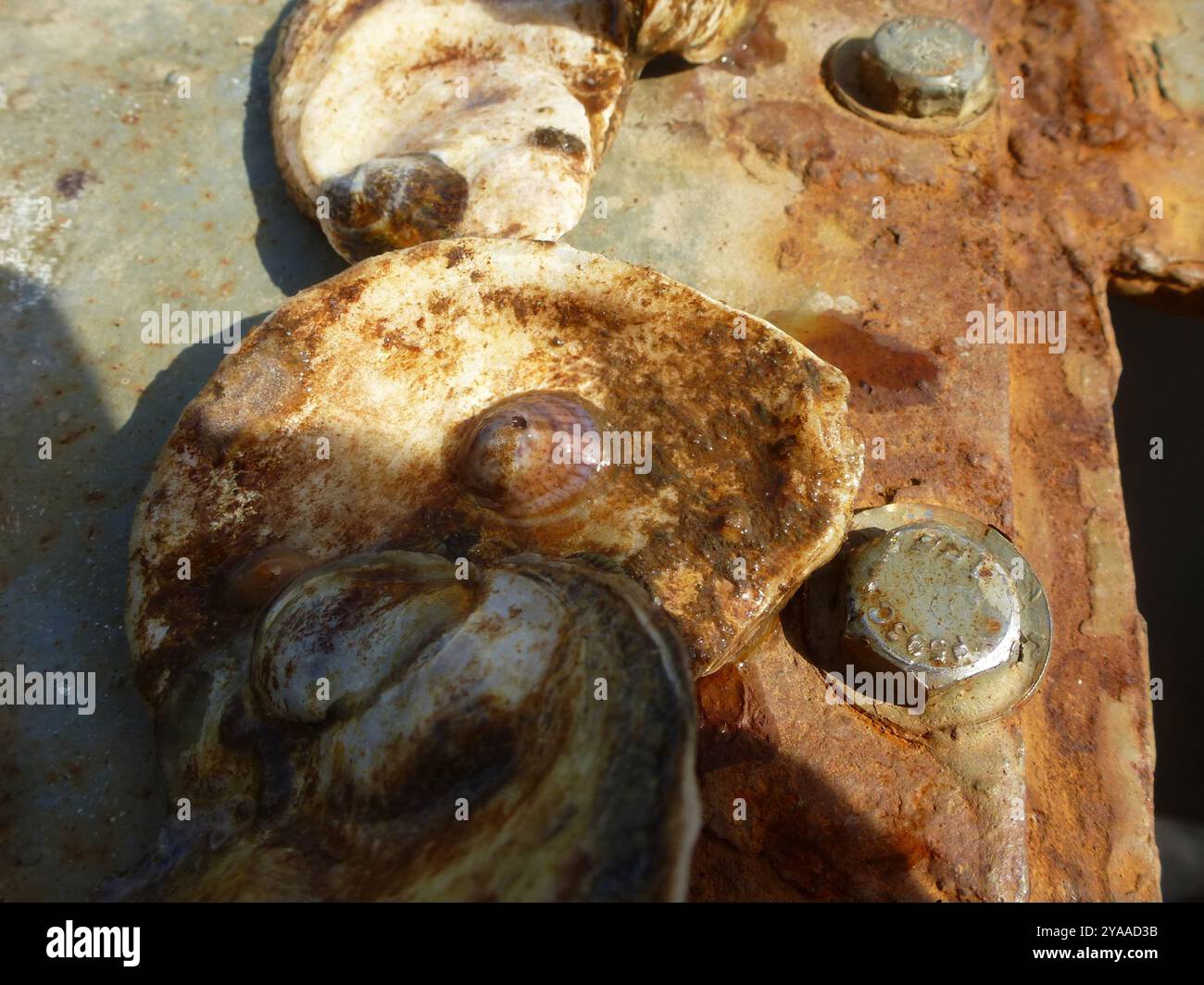 Common Atlantic Slippersnail (Crepidula fornicata) Mollusca Stock Photo ...