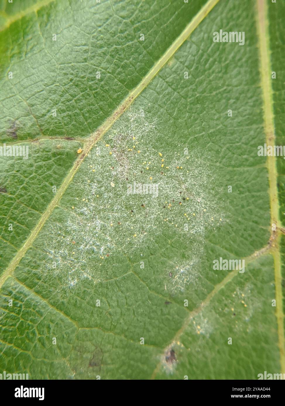 Grape Powdery Mildew (Erysiphe necator) Fungi Stock Photo - Alamy
