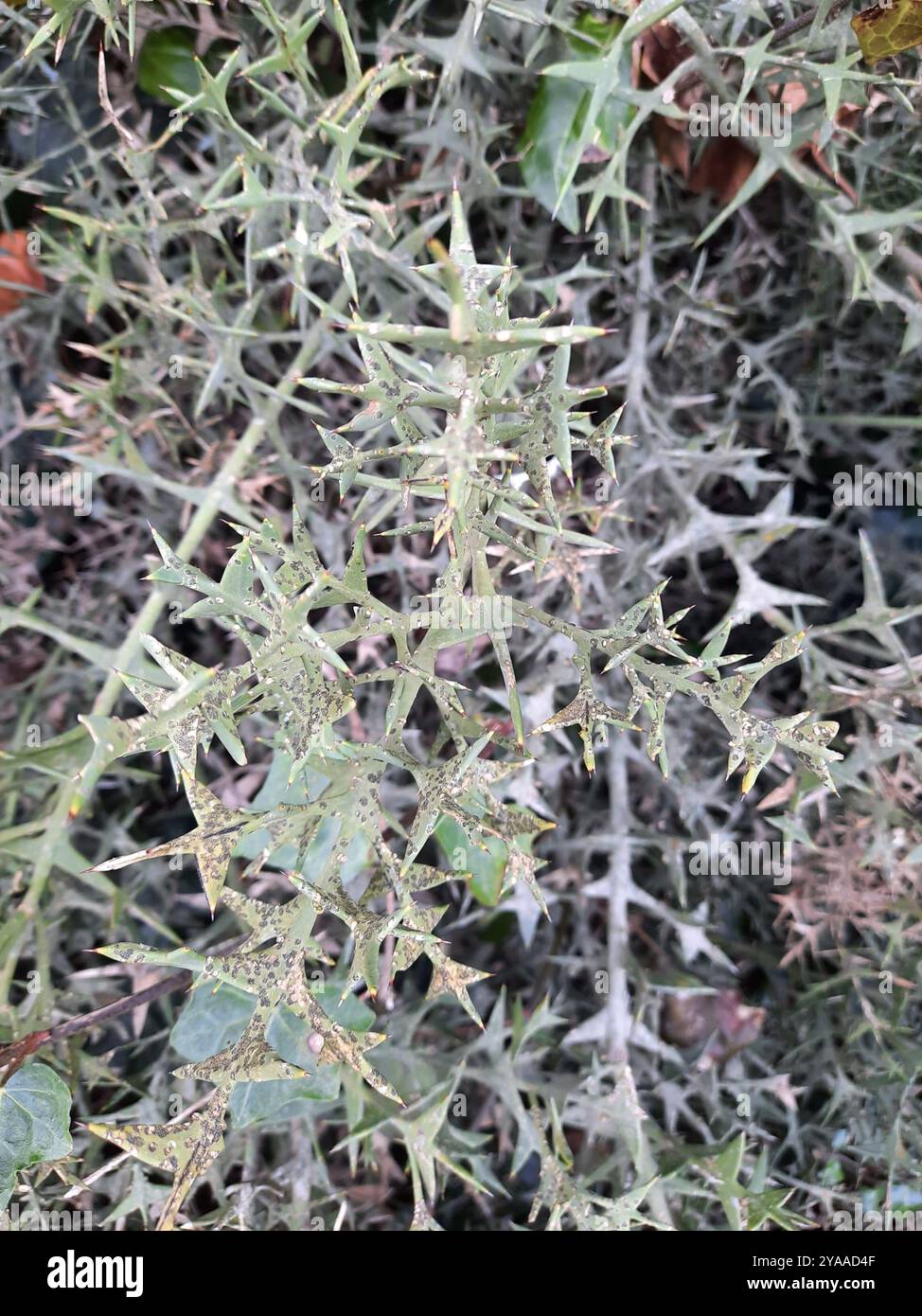 Anchor plant (Colletia paradoxa) Plantae Stock Photo - Alamy