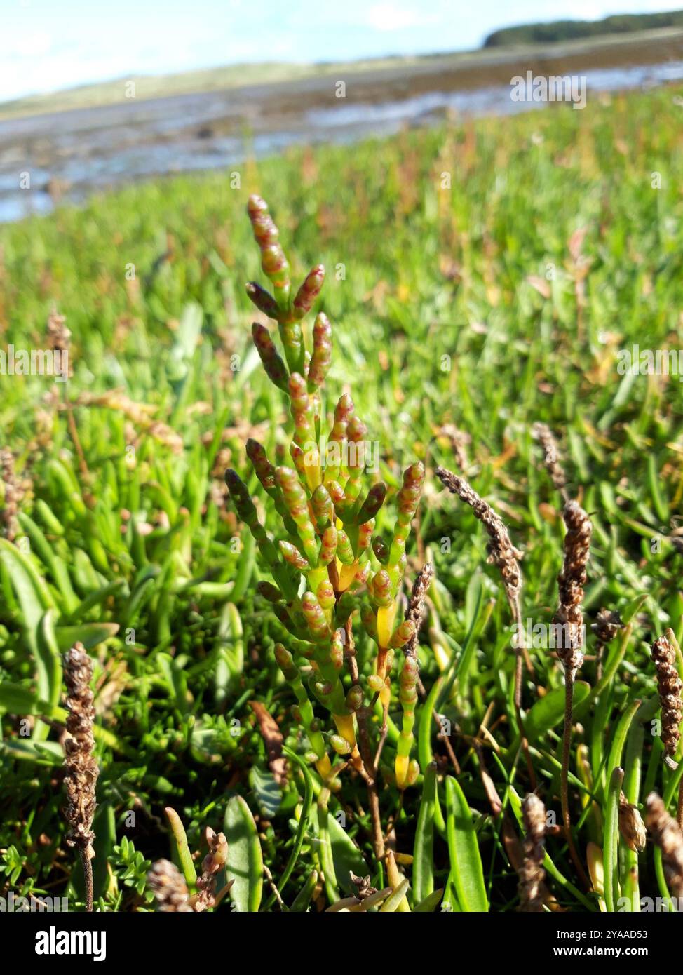 Common Glasswort (Salicornia europaea) Plantae Stock Photo - Alamy
