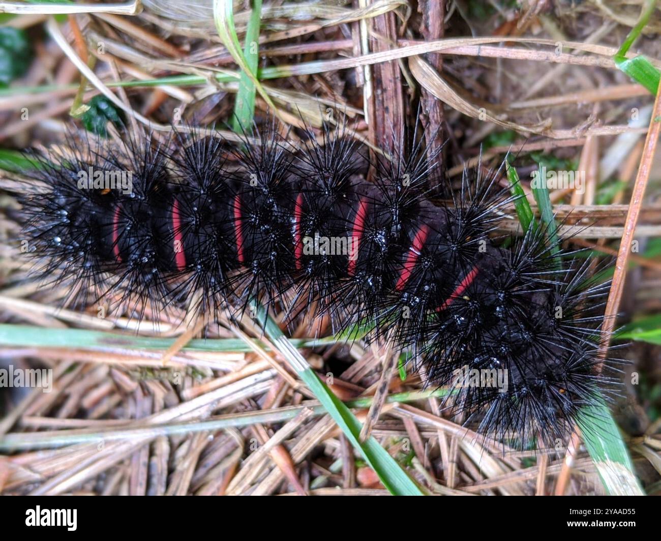 Giant Leopard Moth (Hypercompe scribonia) Insecta Stock Photo - Alamy