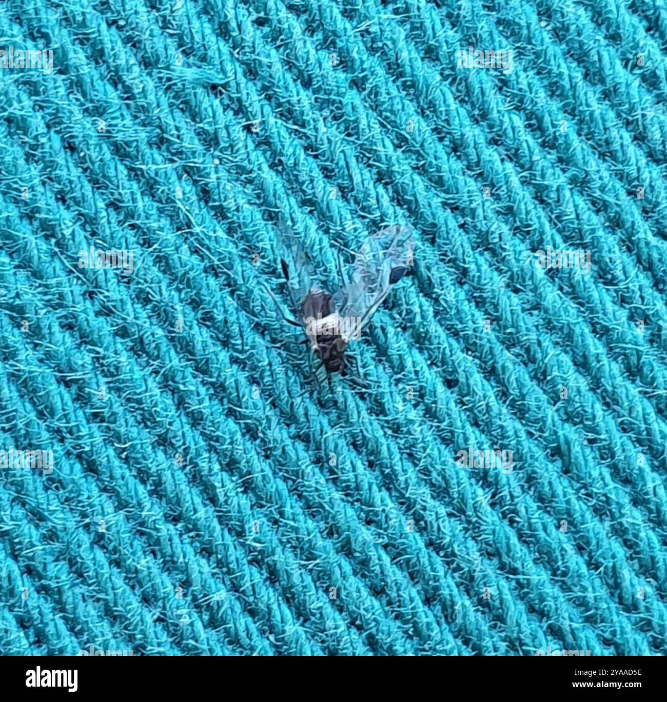 Common dogwood-grass aphid (Anoecia corni) Insecta Stock Photo - Alamy