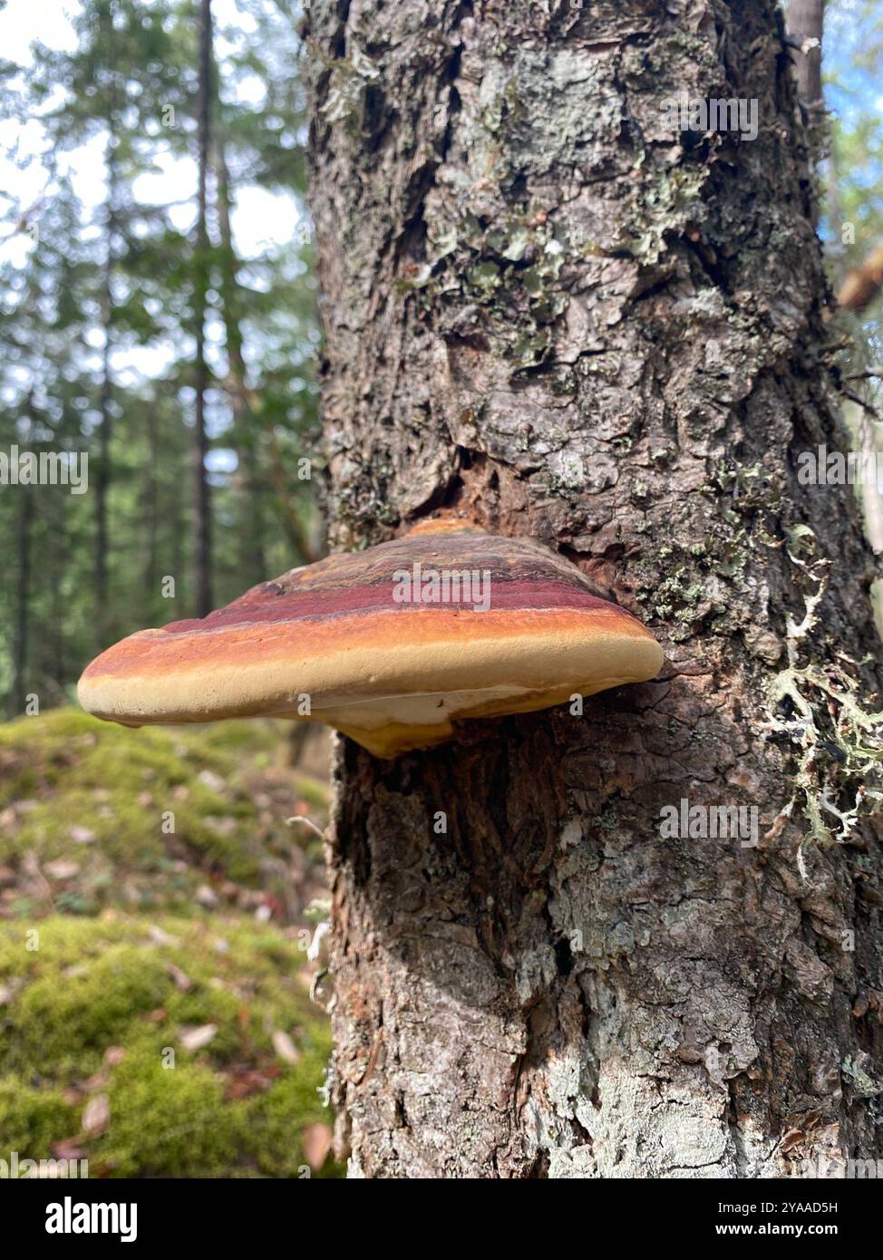 Northern Red Belt (Fomitopsis mounceae) Fungi Stock Photo - Alamy