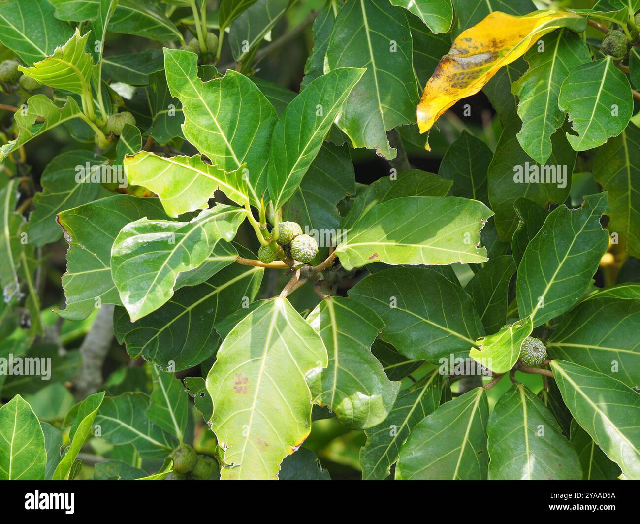 Hauili fig tree (Ficus septica) Plantae Stock Photo - Alamy