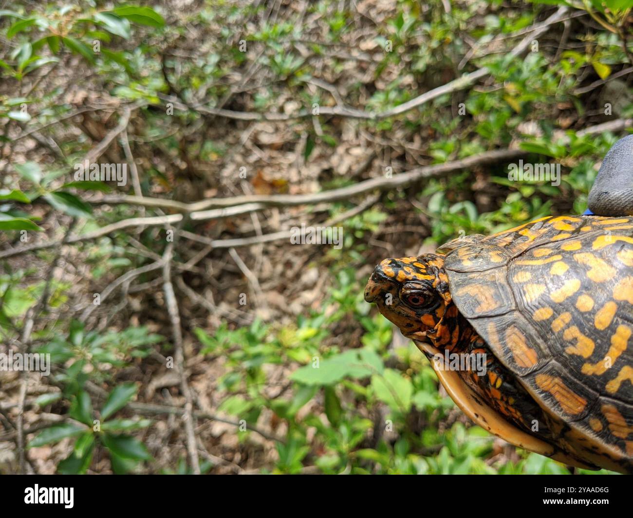 Eastern Box Turtle (Terrapene carolina carolina) Reptilia Stock Photo ...