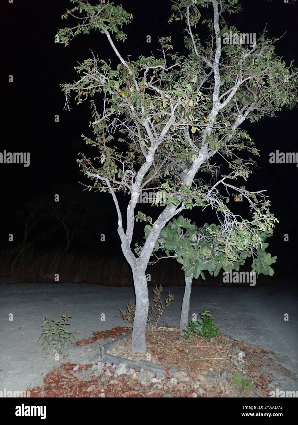 Mama Cadela (Brosimum gaudichaudii) Plantae Stock Photo - Alamy
