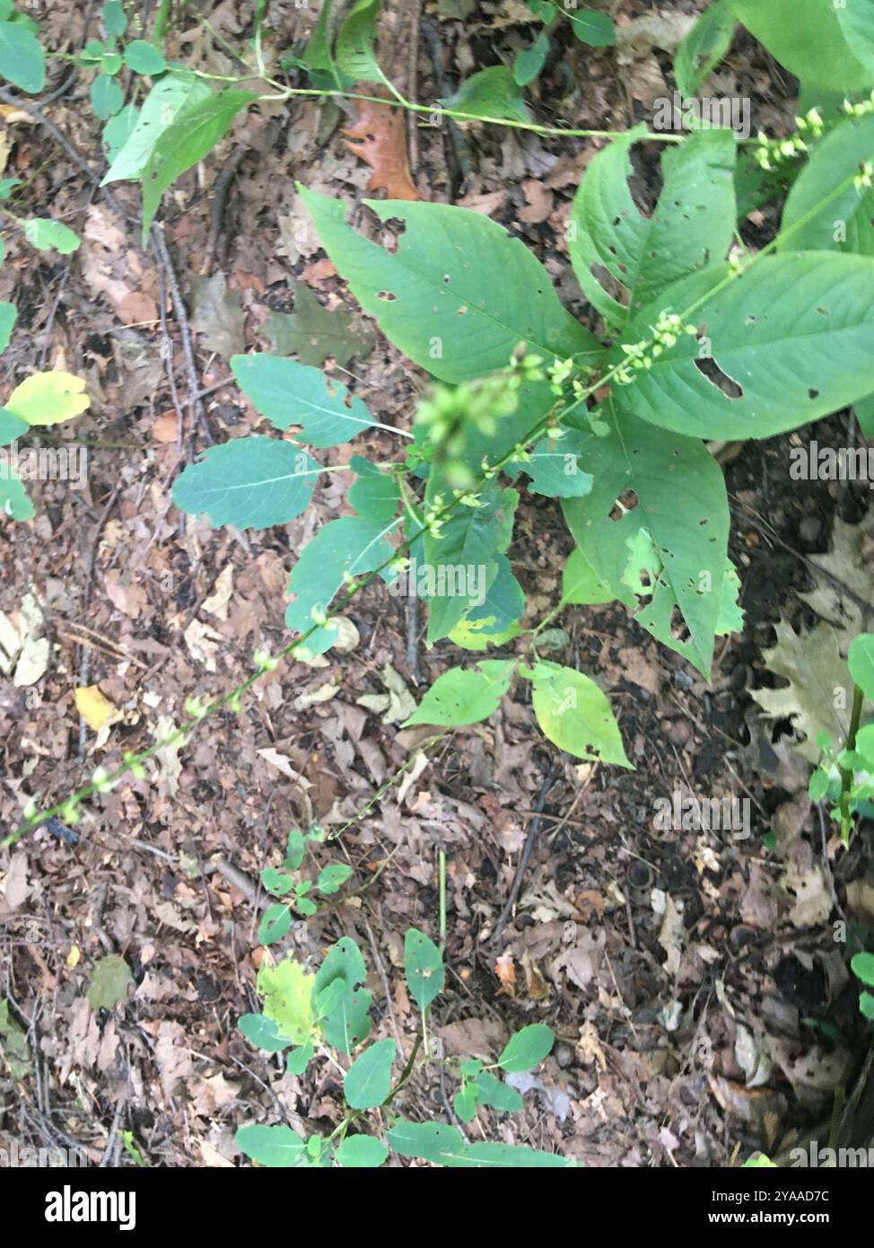 American jumpseed (Persicaria virginiana) Plantae Stock Photo - Alamy