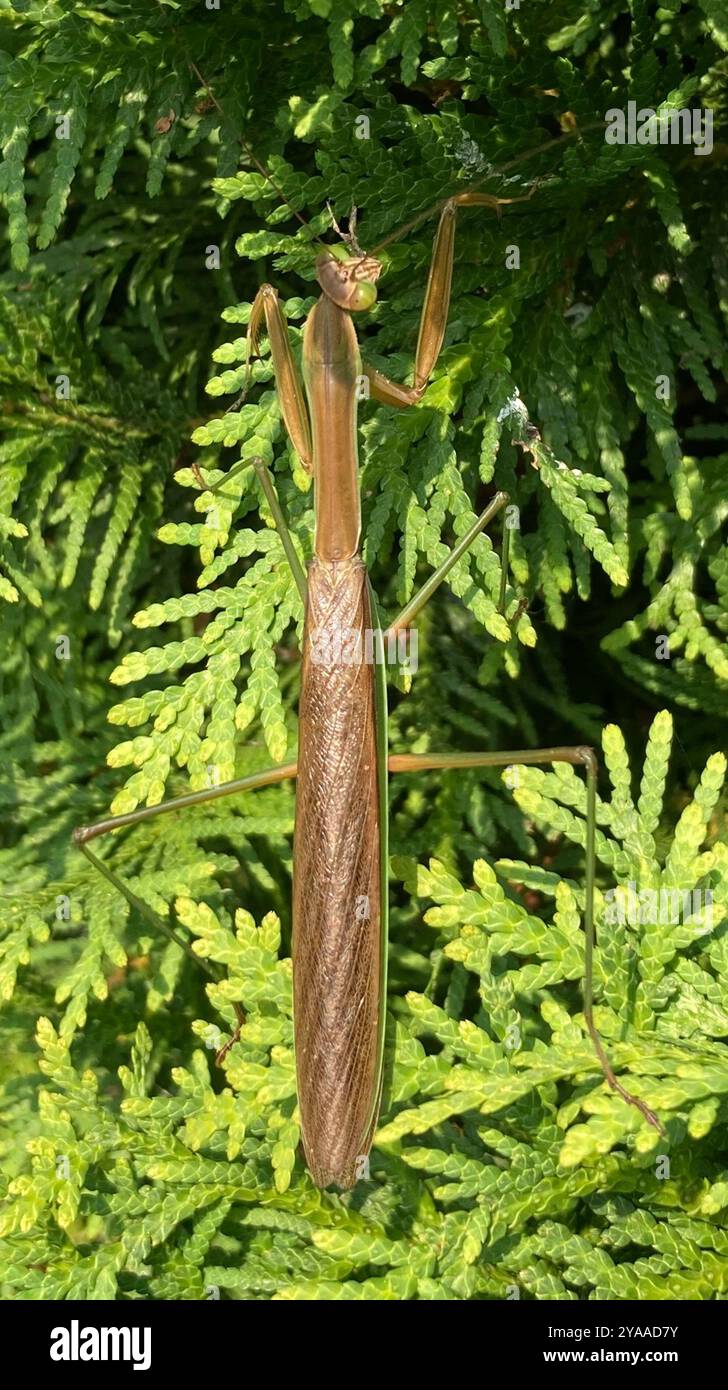 Chinese Mantis (Tenodera sinensis) Insecta Stock Photo - Alamy