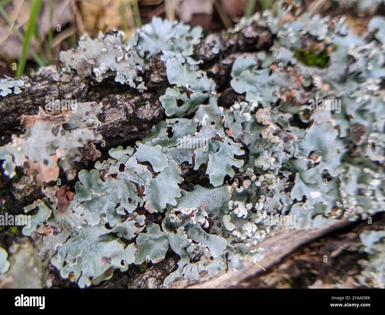 typical shield lichens (Parmelioideae) Fungi Stock Photo - Alamy